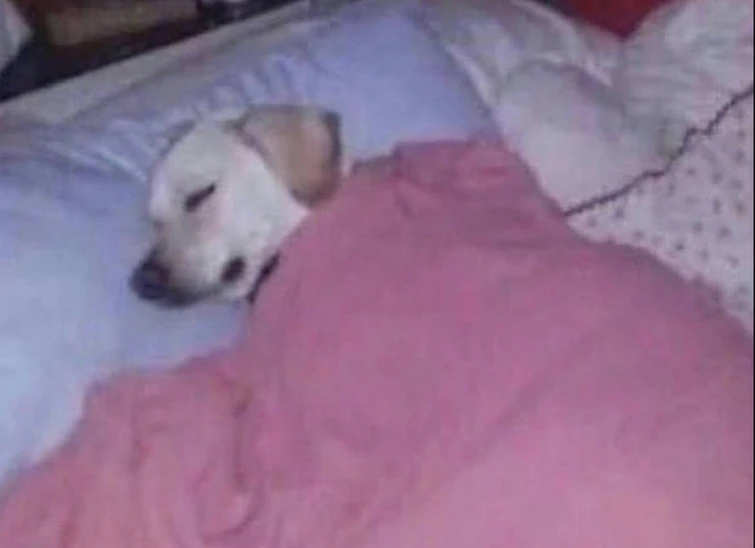 Caption this meme based on your JToH experiences 3 | Fandom