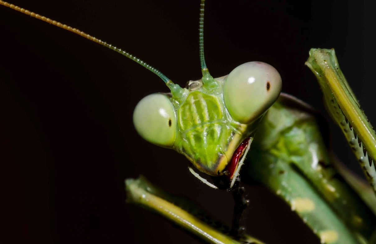 MANTISES. | Fandom
