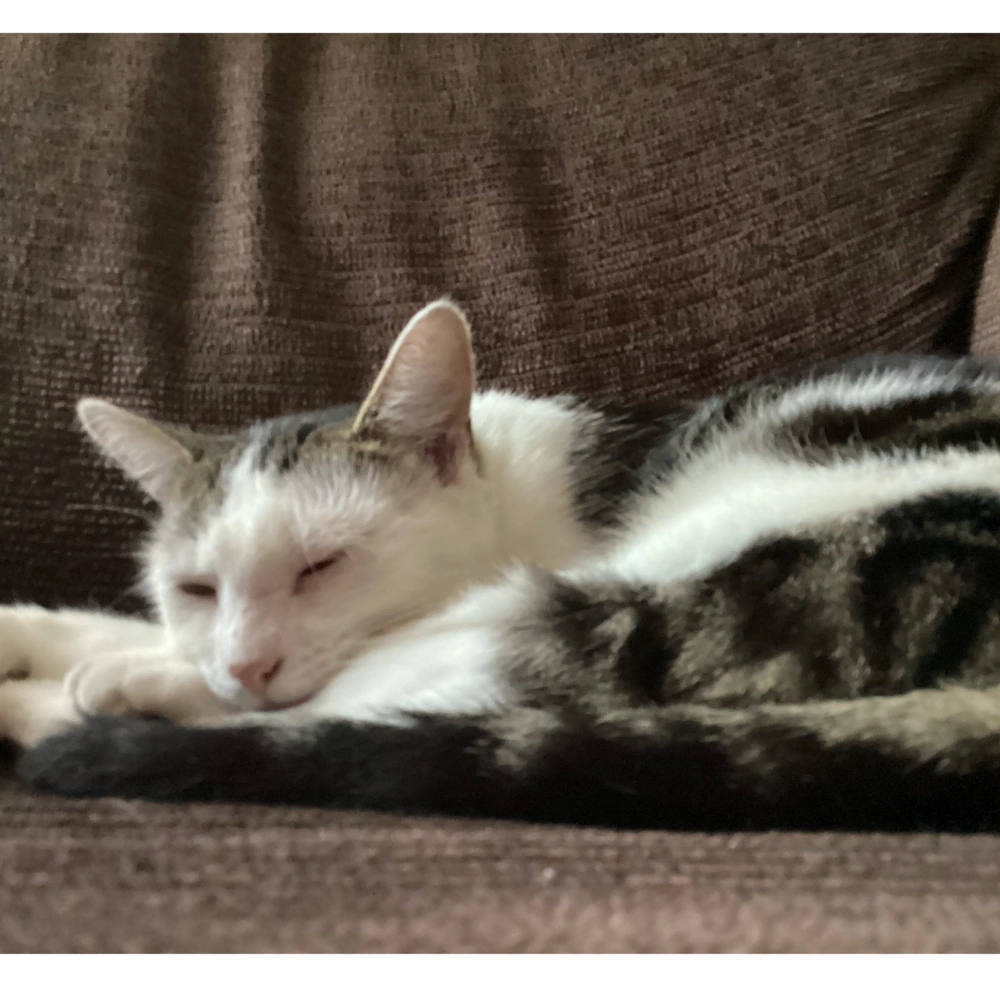 My cat because she is cute | Fandom