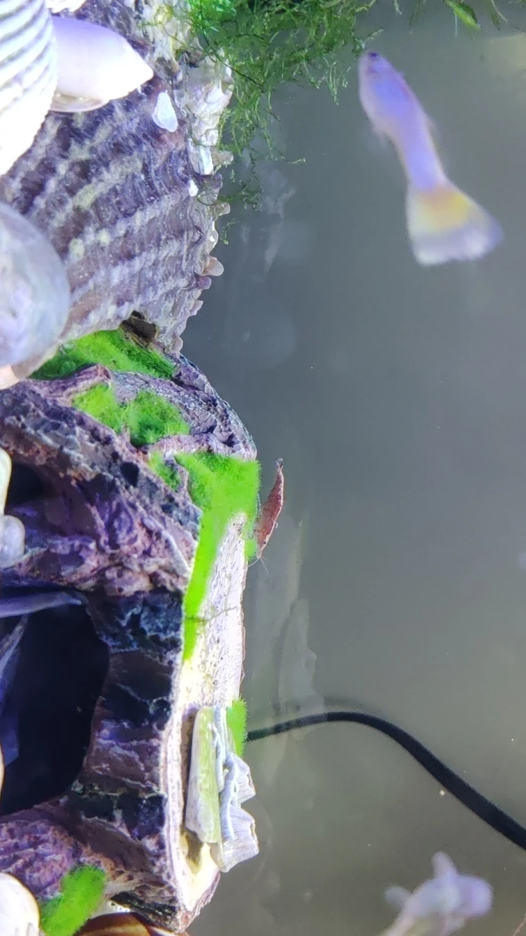 Discuss Everything About Play Wild Item Worth Wiki | Fandom