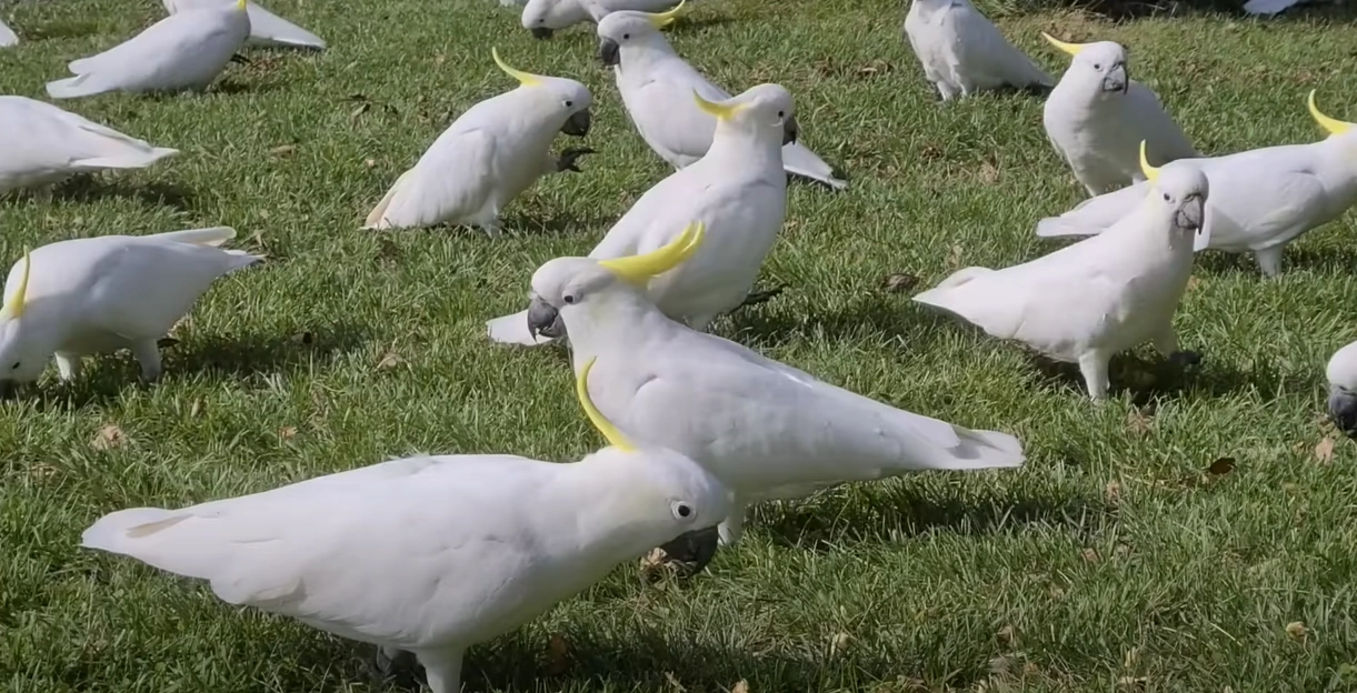 cockatoo😡 | Fandom