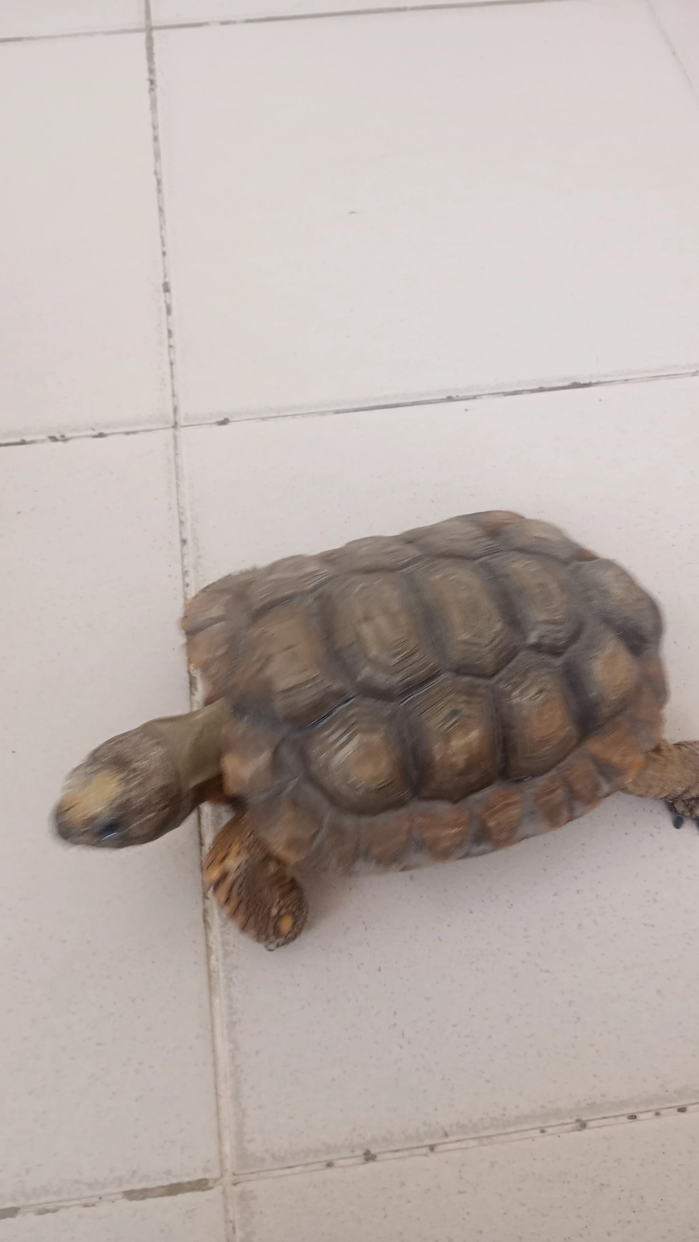 look at this tortoise | Fandom