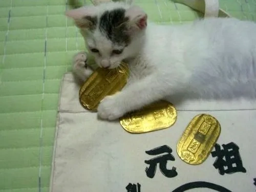 Cat. 😺 | Fandom