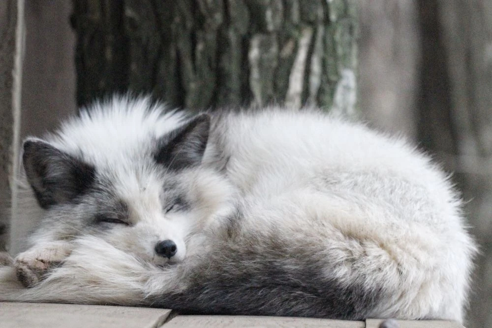 REENTERING MY FOX OBSESSION | Fandom