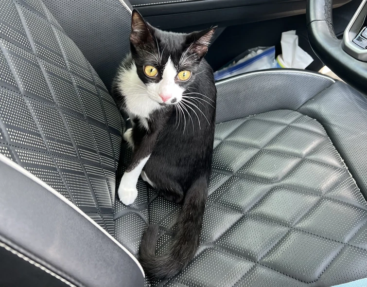 *NEW* Daily Cat Image #026 | Fandom