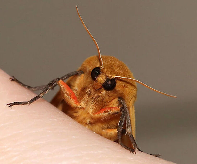 Moth rp! | Fandom