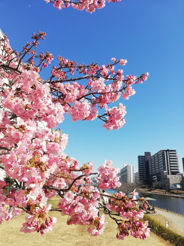 Wonderful PreCure goods will be on sale at Pretty Stores from February ...