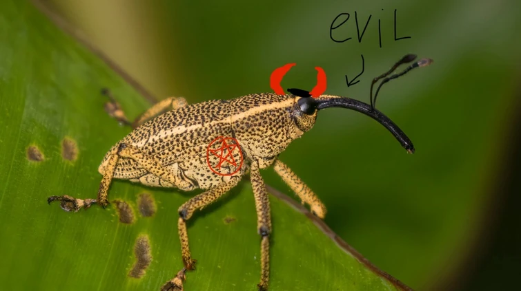 gn wiki (weevil jumpscare) | Fandom