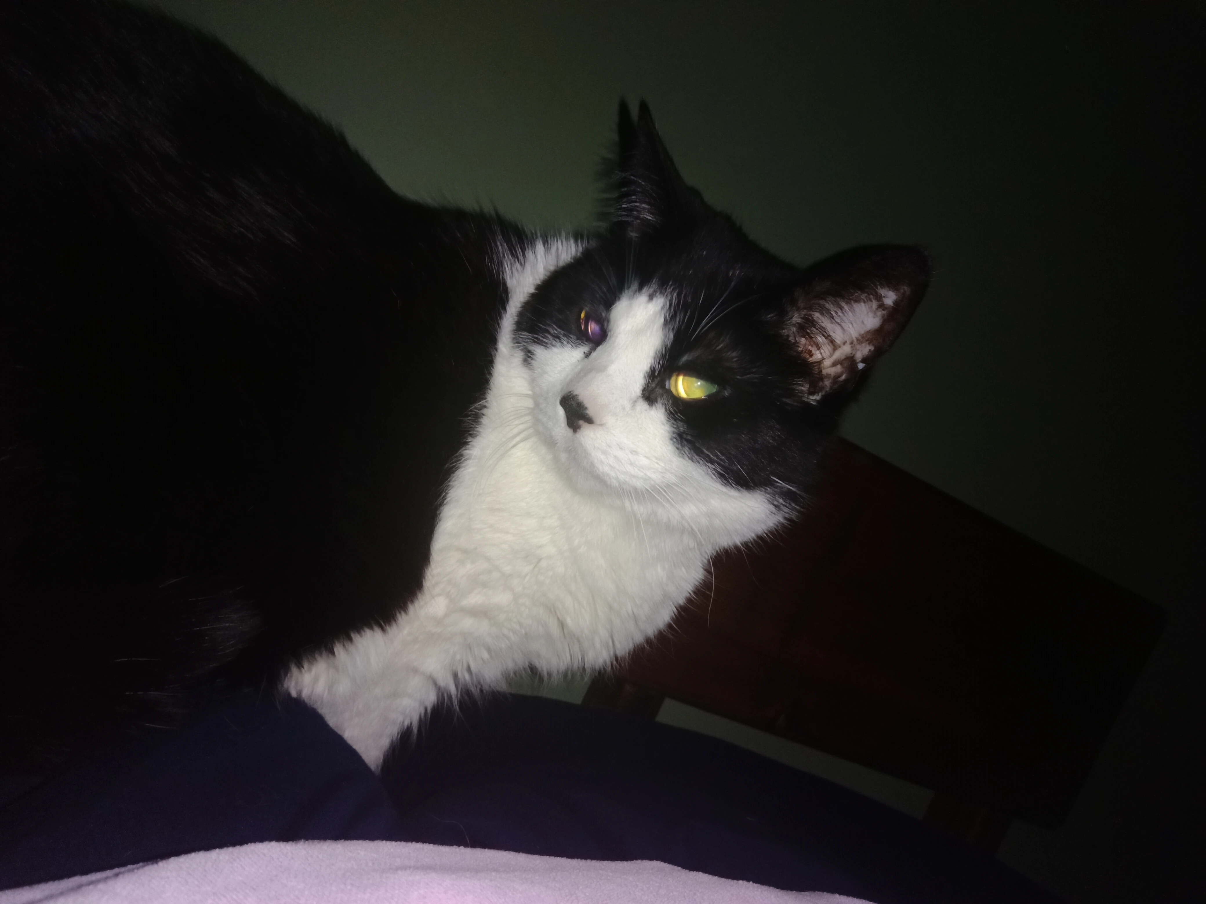 Spamton colored eyes cat | Fandom