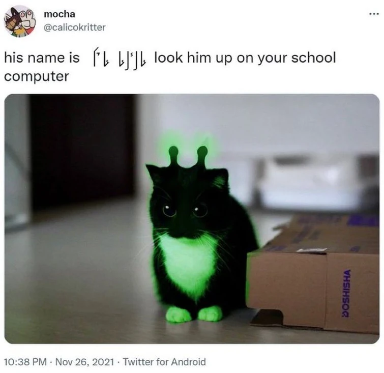 Give me random image(s) of cats and I'll give them greek god names | Fandom