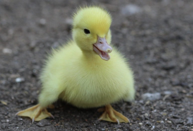 Duck Image #14 | Fandom