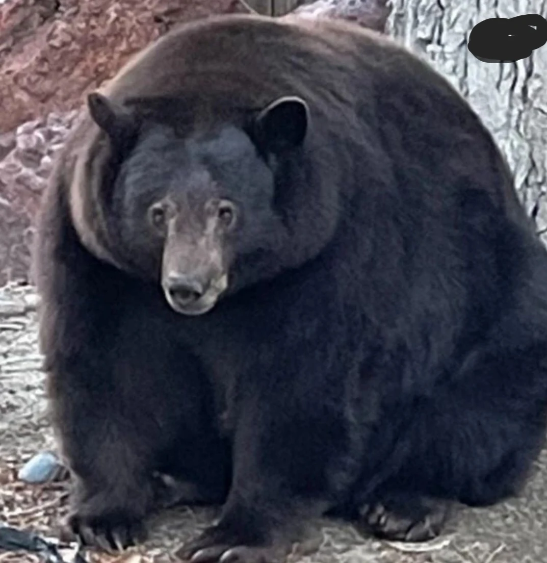 FOOTAGE OF LEFTY IRL!! | Fandom