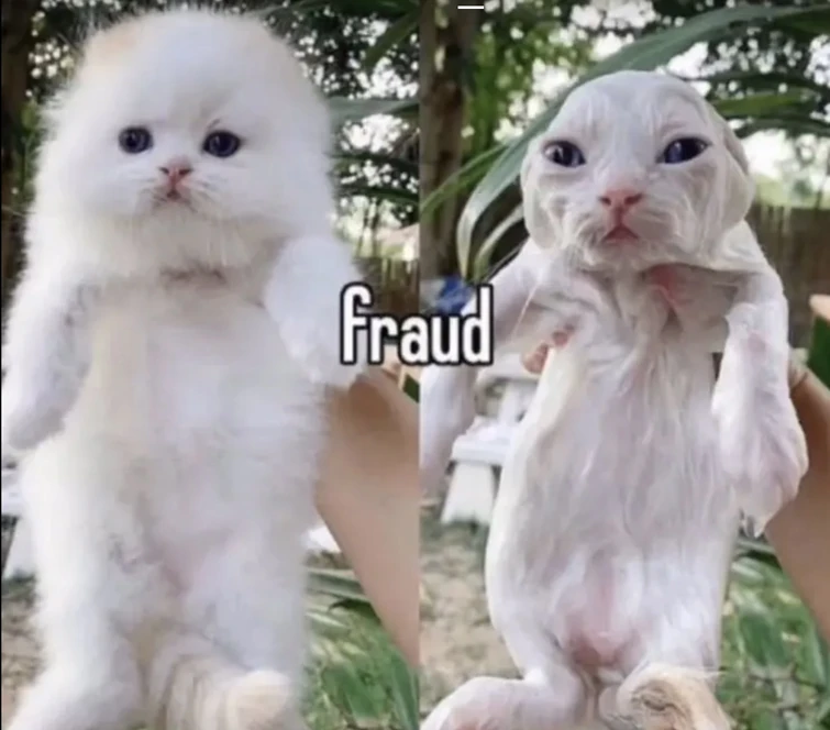 Putting wof characters in skrunkly cat photos | Fandom