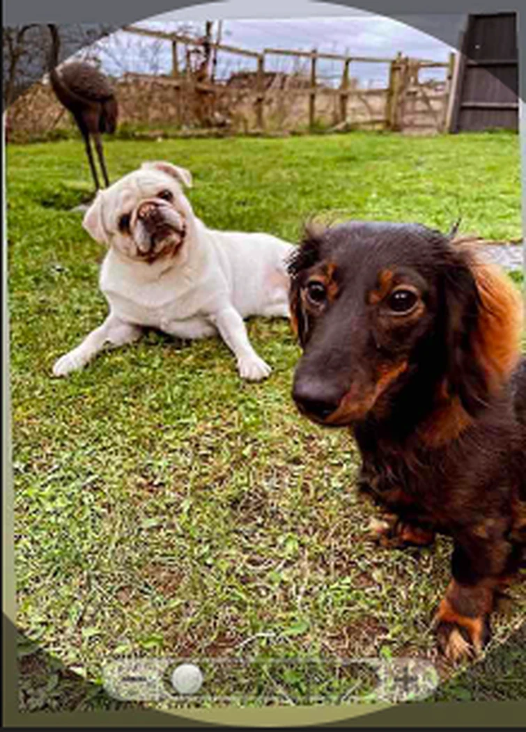 Pogo and Mabel | Fandom