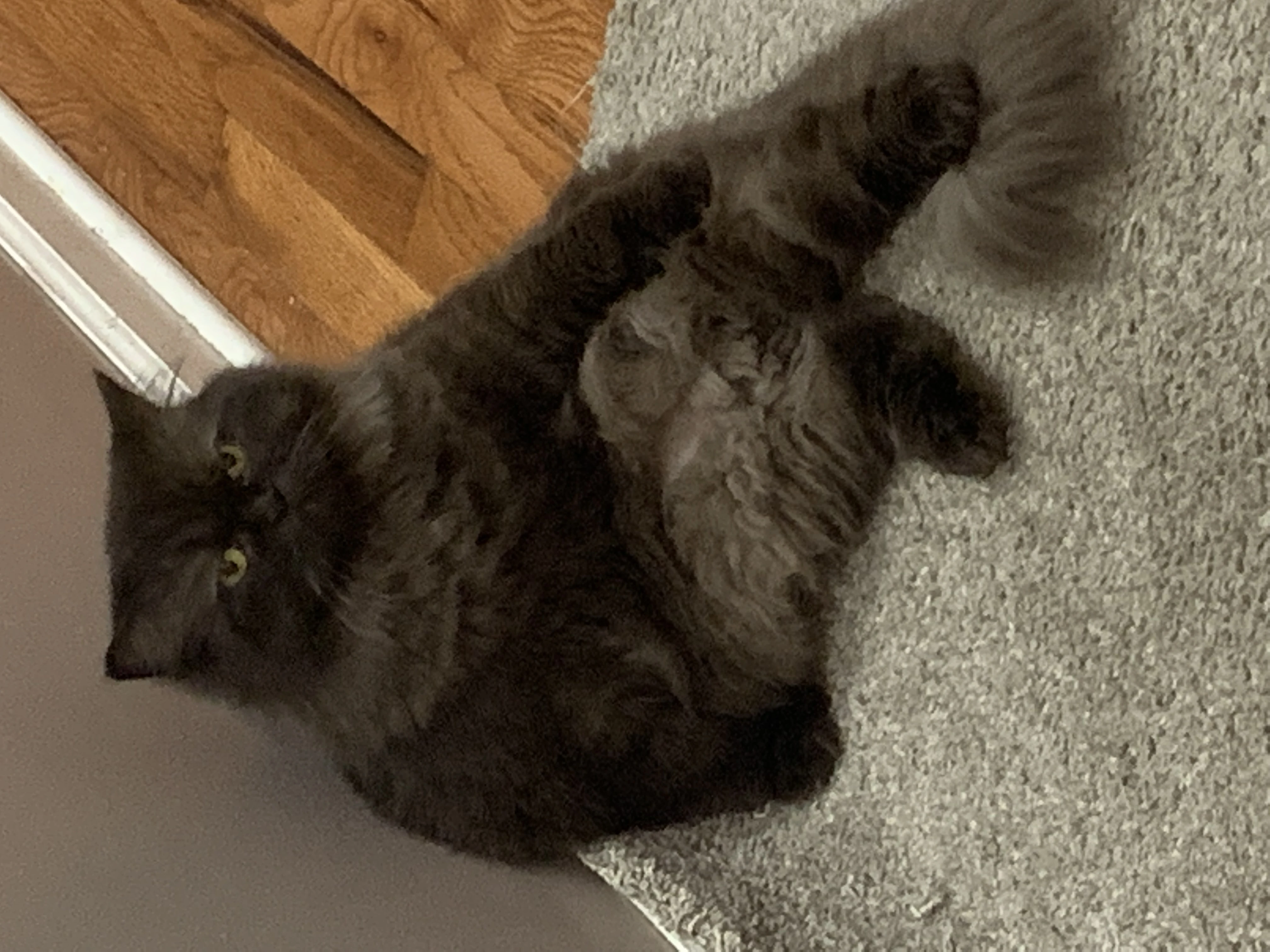 this is my cat. she turns 5 tomorrow | Fandom