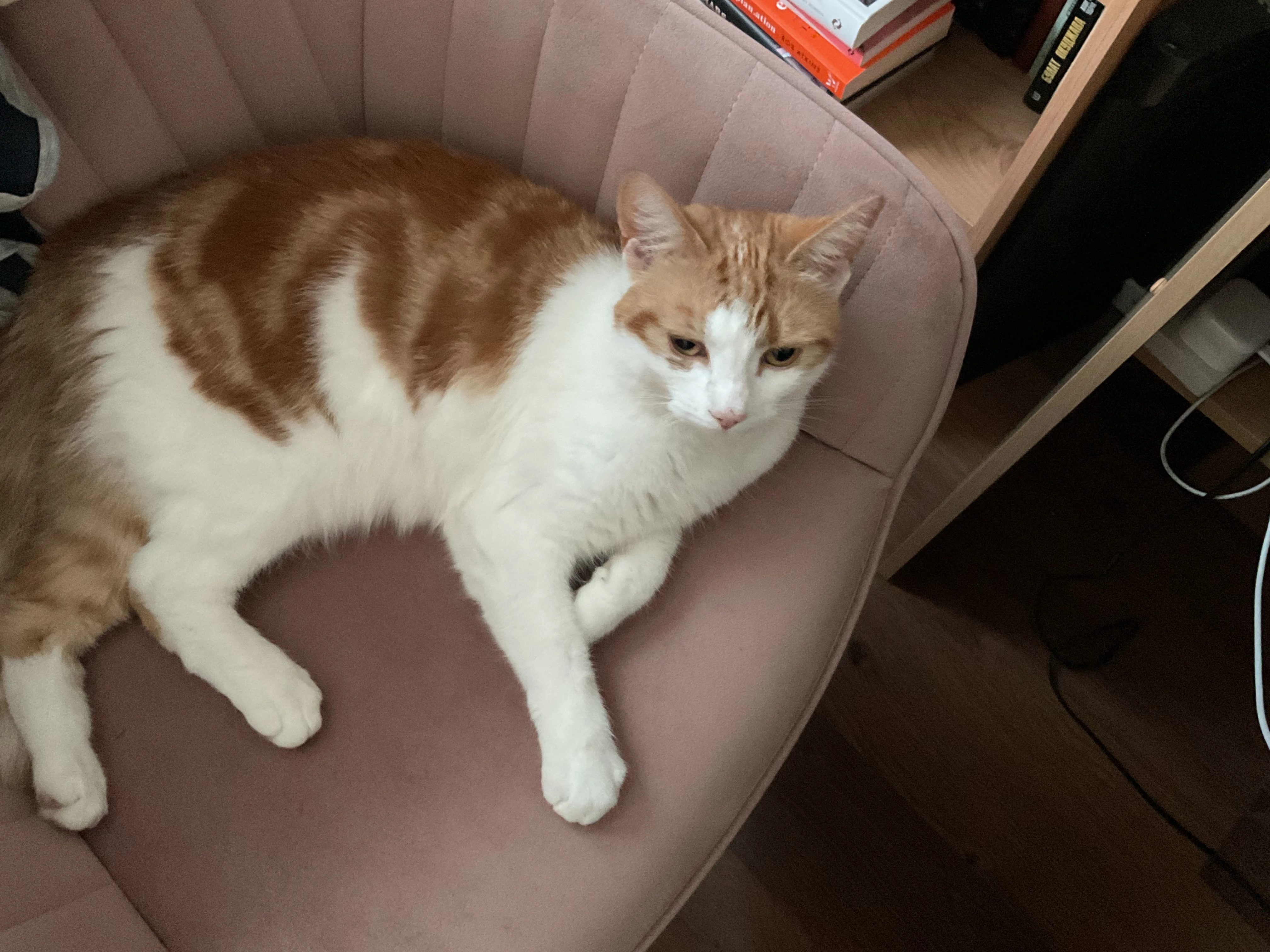 Daily Dose of Peanut | Fandom