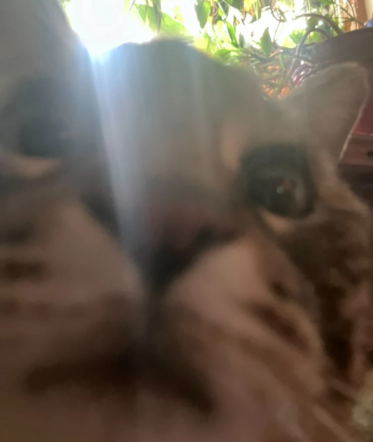 my cat is so goofy | Fandom