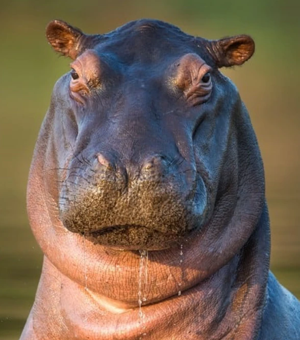 You finna tell me this goofy goober is one of the most dangerous ...