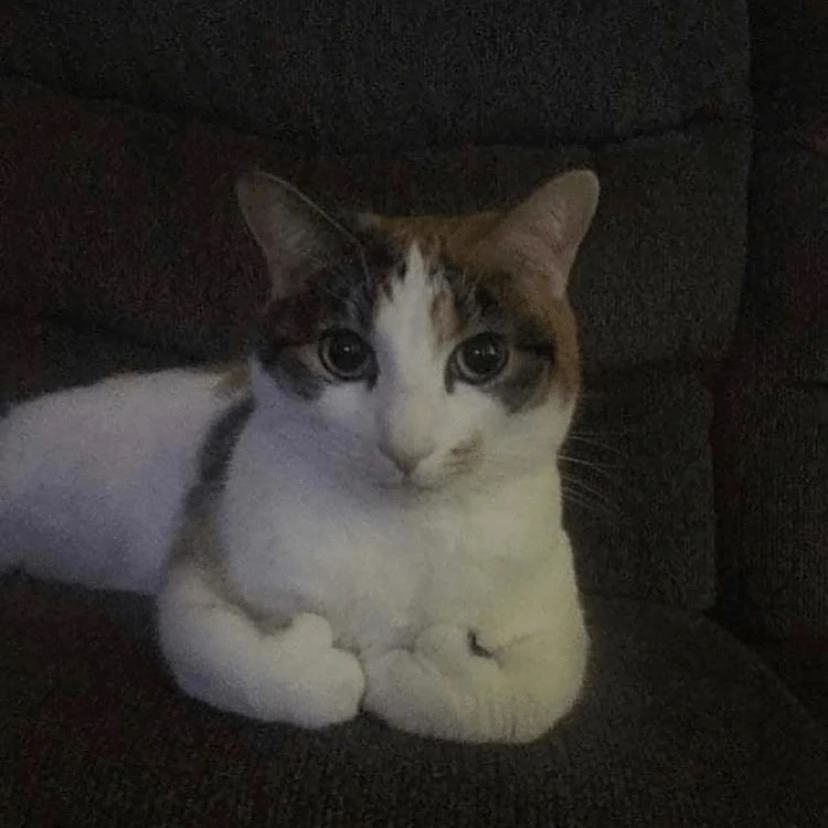 Trading/Selling Pie Chomper for good offers! | Fandom