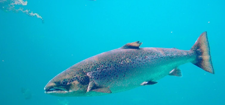 update : salmon | Fandom