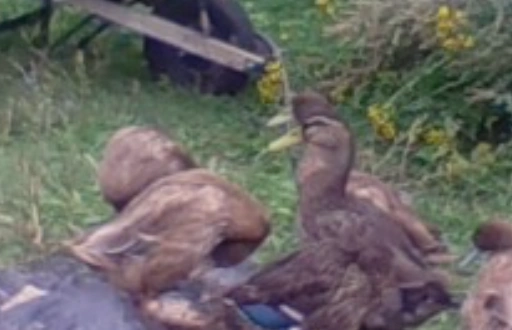 Picture of my ducks | Fandom