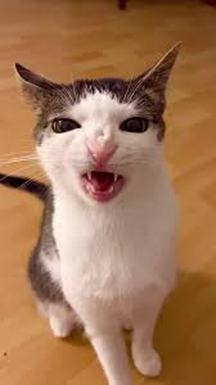 BIVEKIT - DAY #7 | Fandom