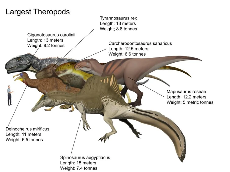more size comparisons | Fandom