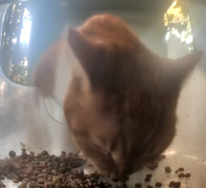 HSC fandom which cat is this | Fandom