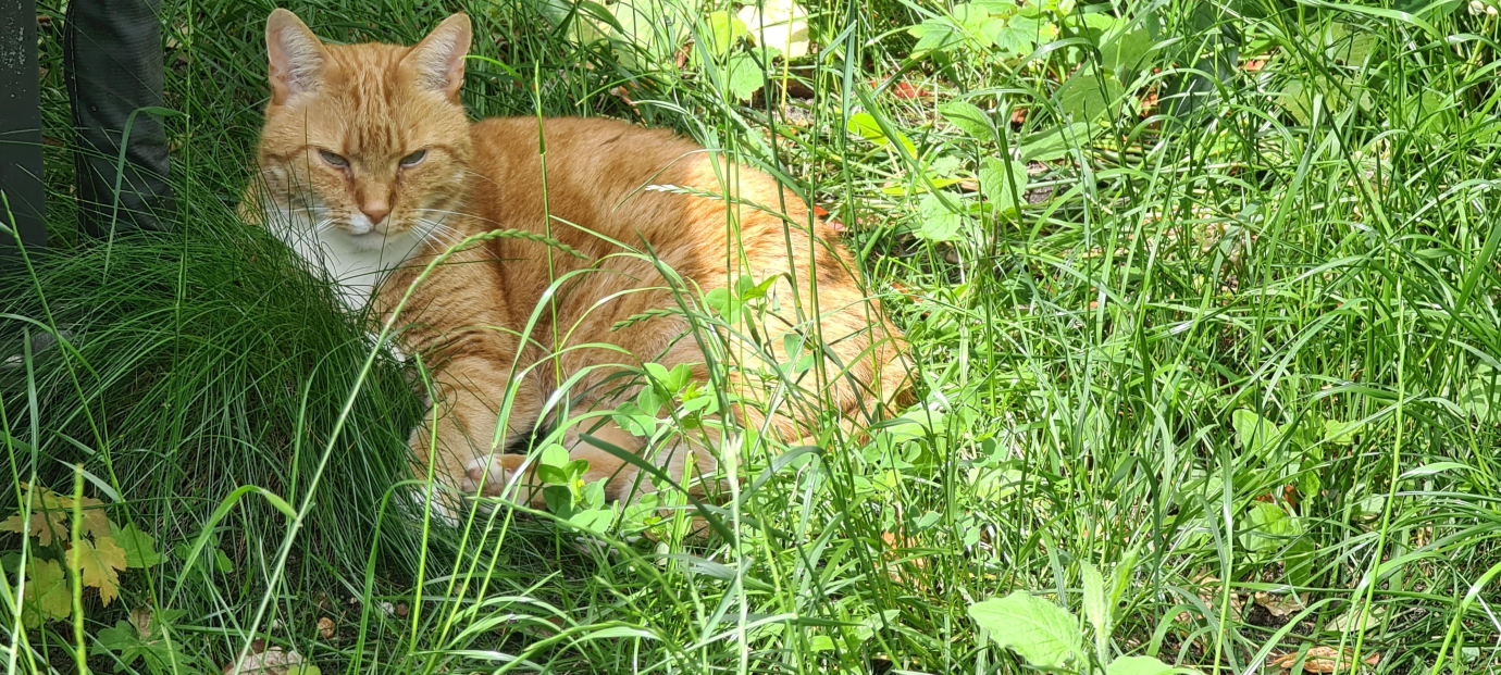 My Cat | Fandom