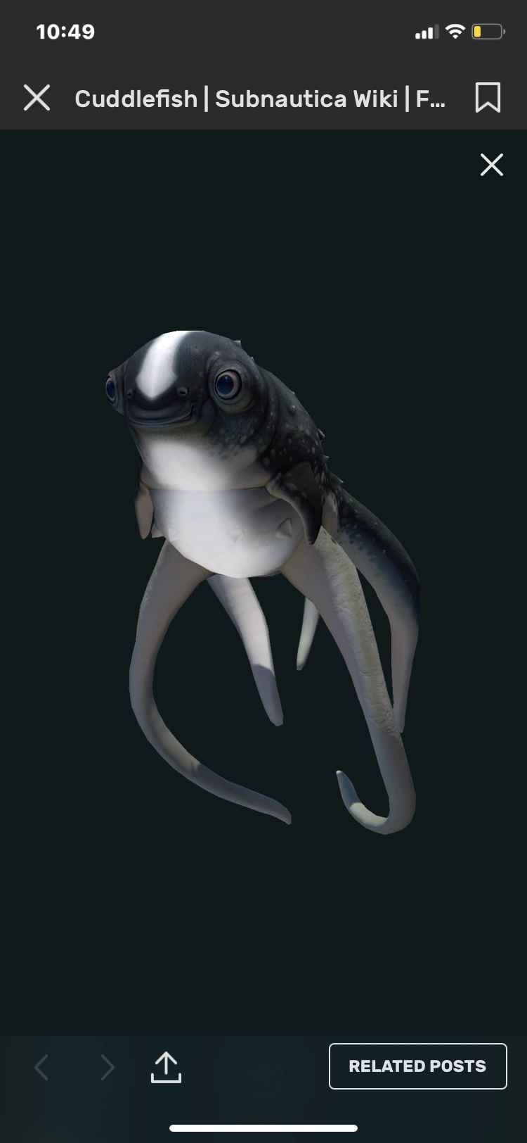 Picture of a Cuddlefish | Fandom