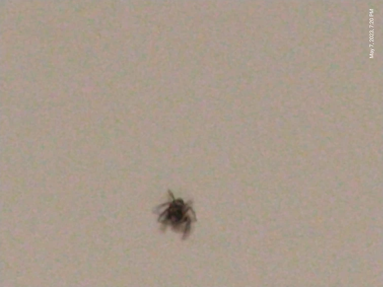 How do i make an entity? I have an image published of a spider | Fandom