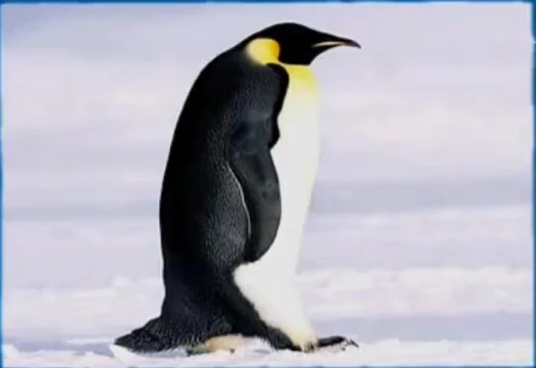 Discuss Everything About The True Baby Einstein Wiki | Fandom