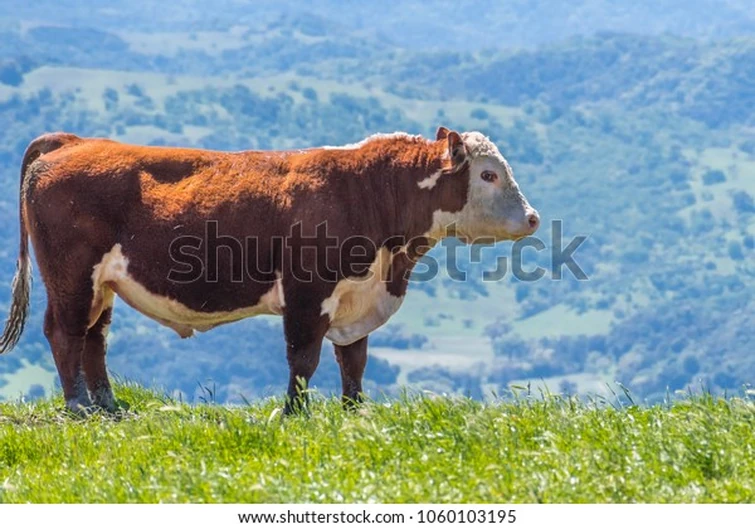 Discuss Everything About Disney Wiki | Fandom