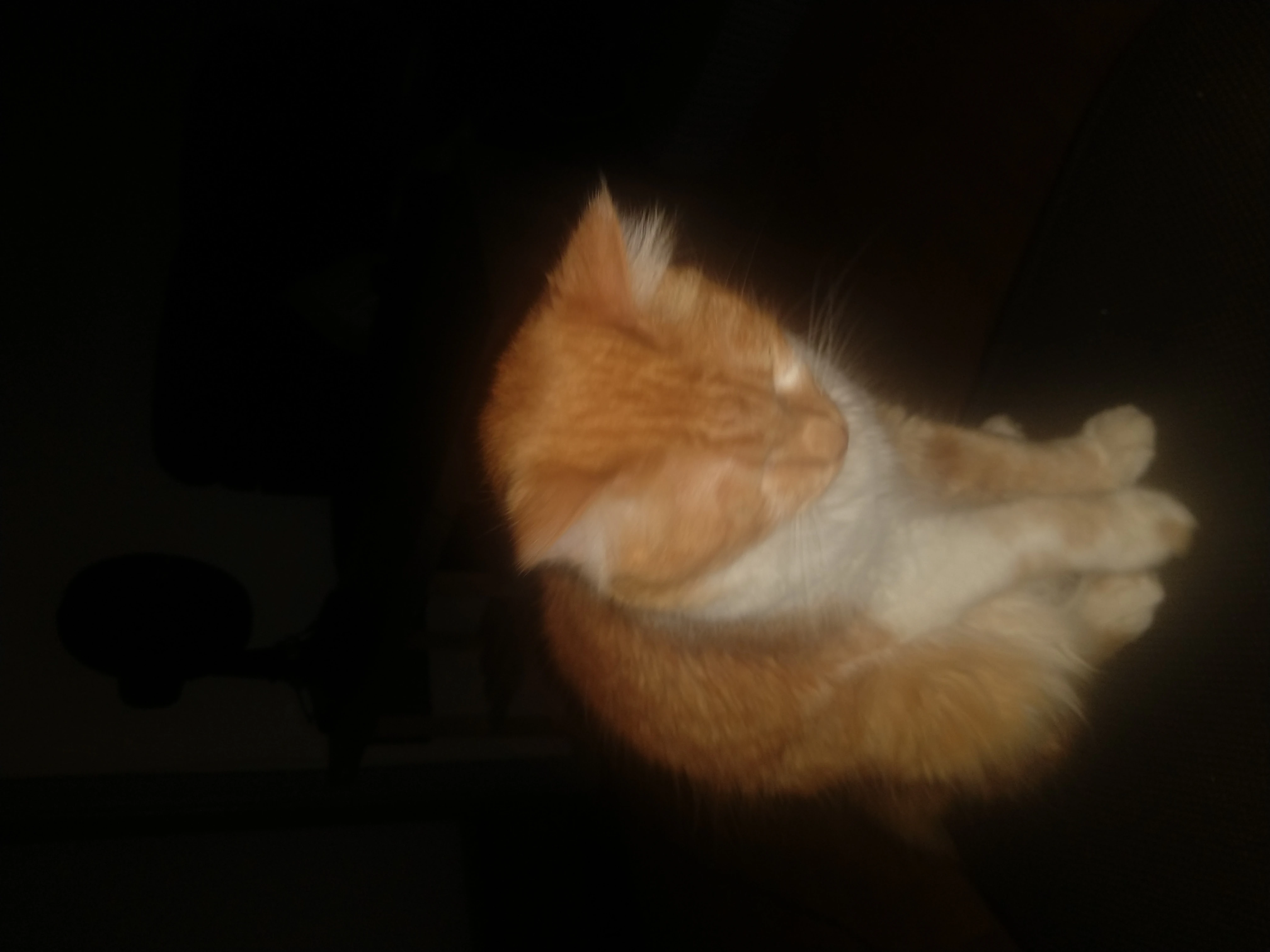 Orange cat | Fandom
