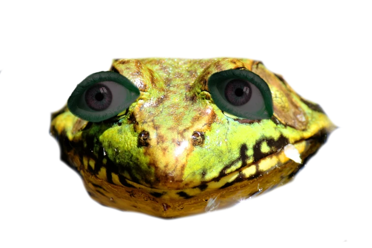 aaauh I need nextbot ideas for goofiest nextbots | Fandom