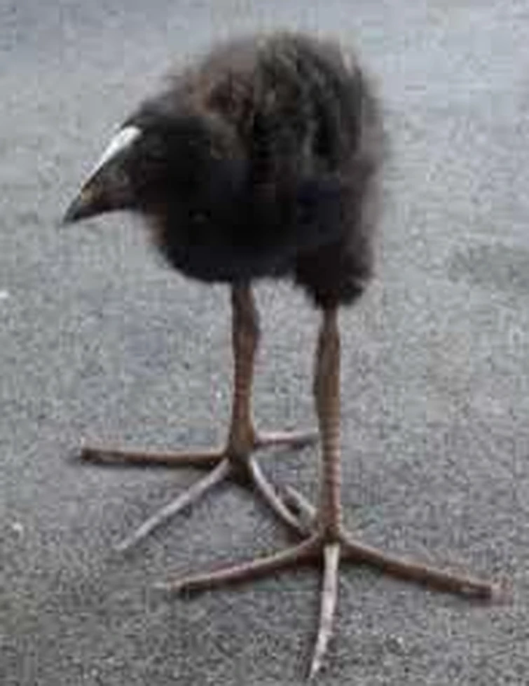 Here! Have some whimsical little creatures | Fandom