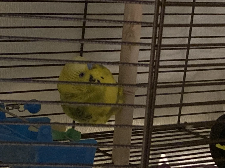I drew my birdddd :) | Fandom