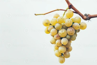 What should I make as a concept next after Kashimo | Fandom