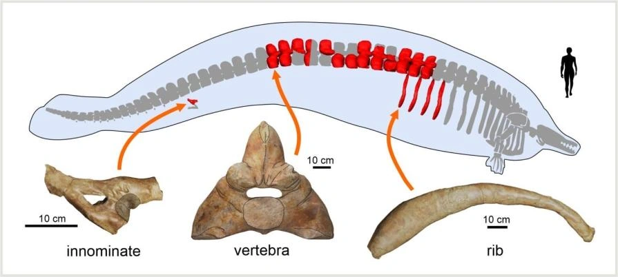 Welcome Perucetus colossus. A giant, early whale that outsized ...