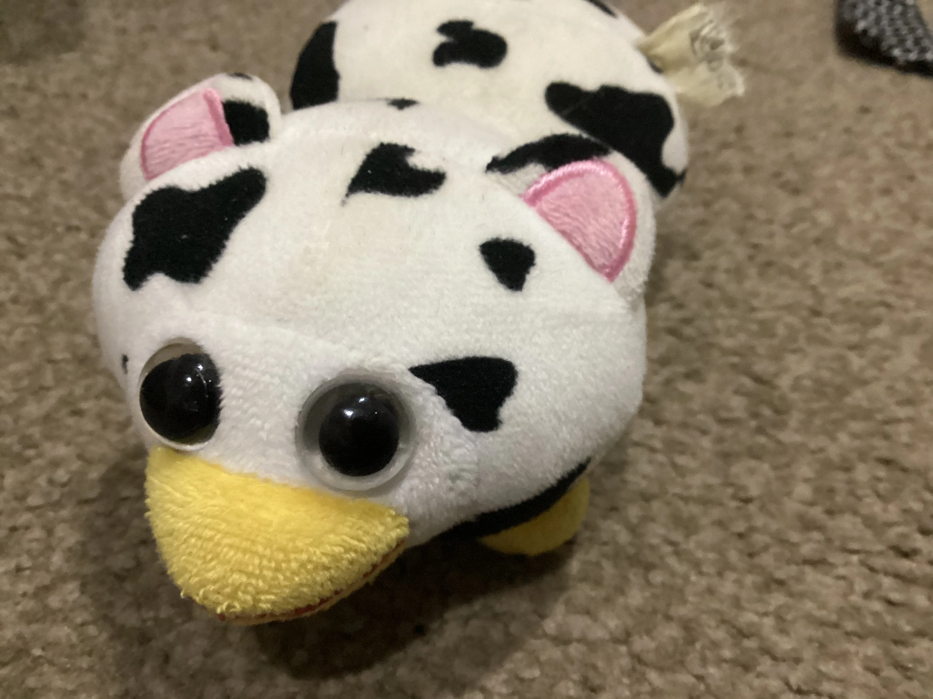 Important question f | Fandom