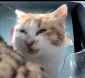 i am the gluttonous beasti am the gluttonous beasti am the gluttonous ...