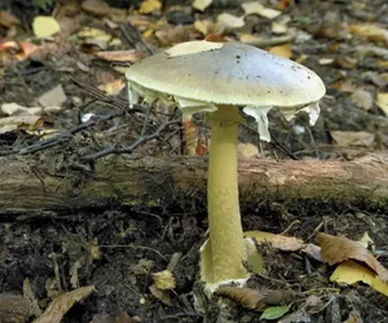 Random stuff about mushroom | Fandom