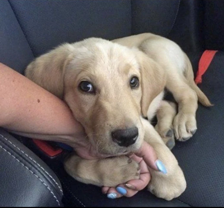 Cute doggos to cleanse your soul on | Fandom