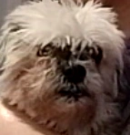 dog/sister reveal | Fandom