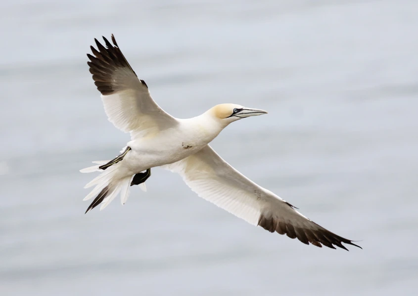 Pookie! Pookie | Fandom