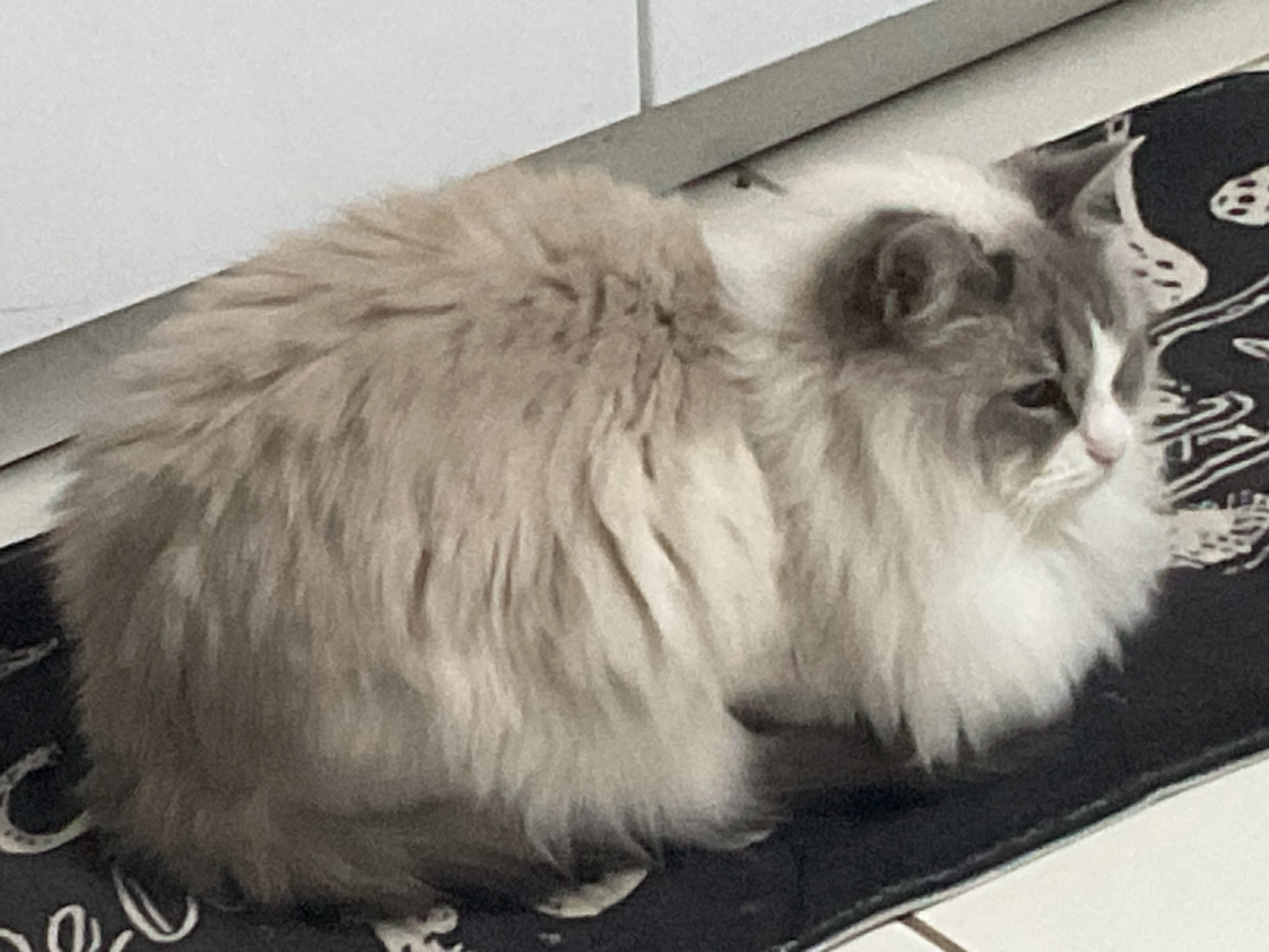 Daily Cat Image #895 | Fandom