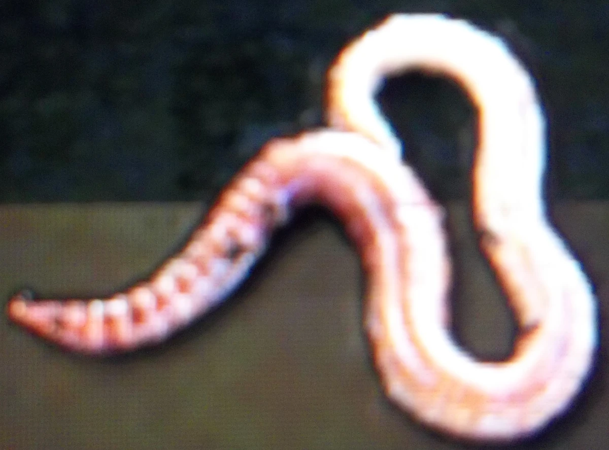 Worms | Earth and Legend Wiki | Fandom