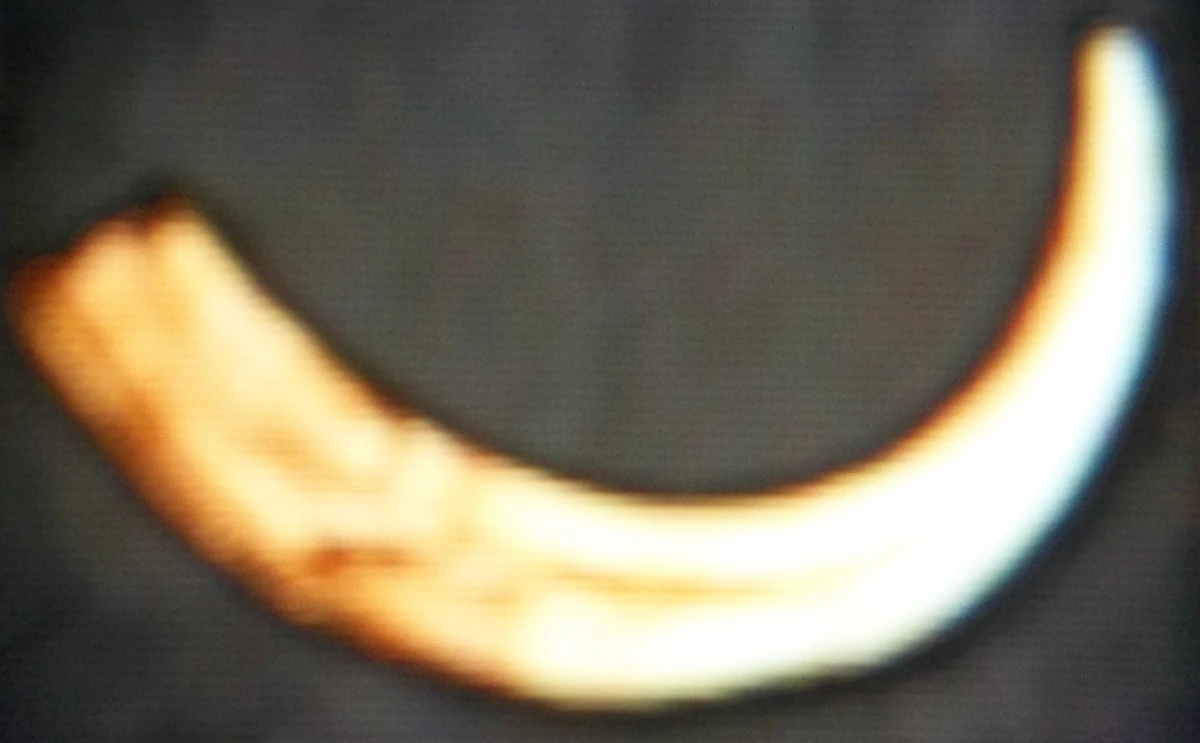 Boar Tusk | Earth and Legend Wiki | Fandom