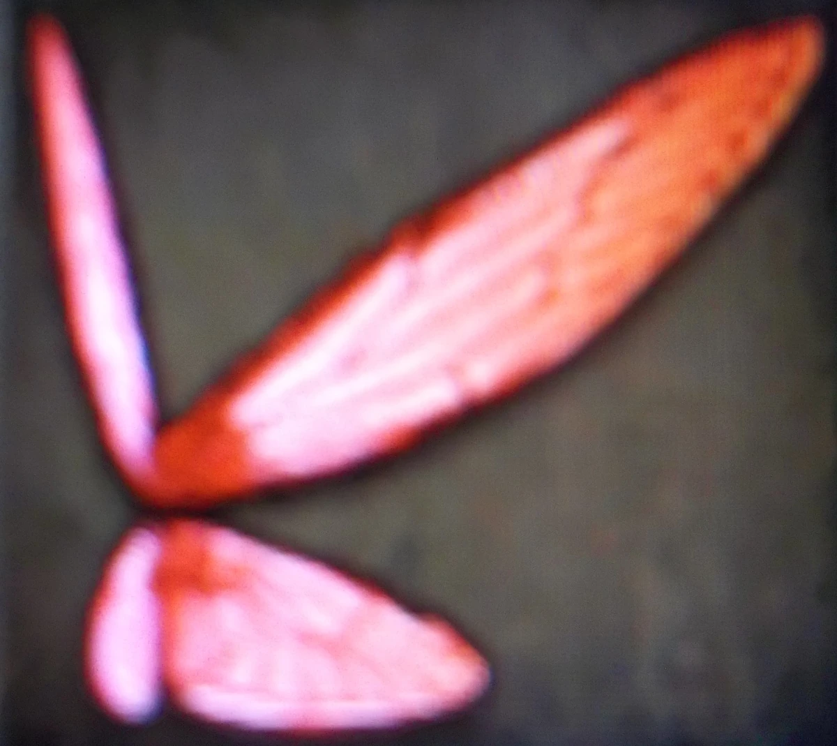 Pixie Wings | Earth and Legend Wiki | Fandom