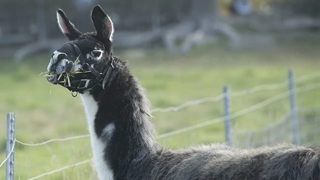 German Llamaism | EarthMC Wiki | Fandom
